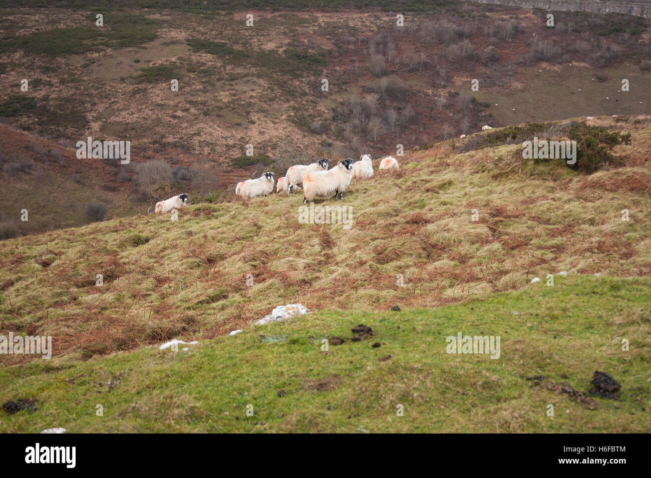 rare blackface sheep flock on heathland hill Stock Photo - Alamy