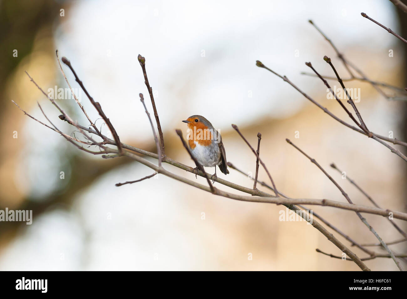 robin bird on branch Stock Photo - Alamy