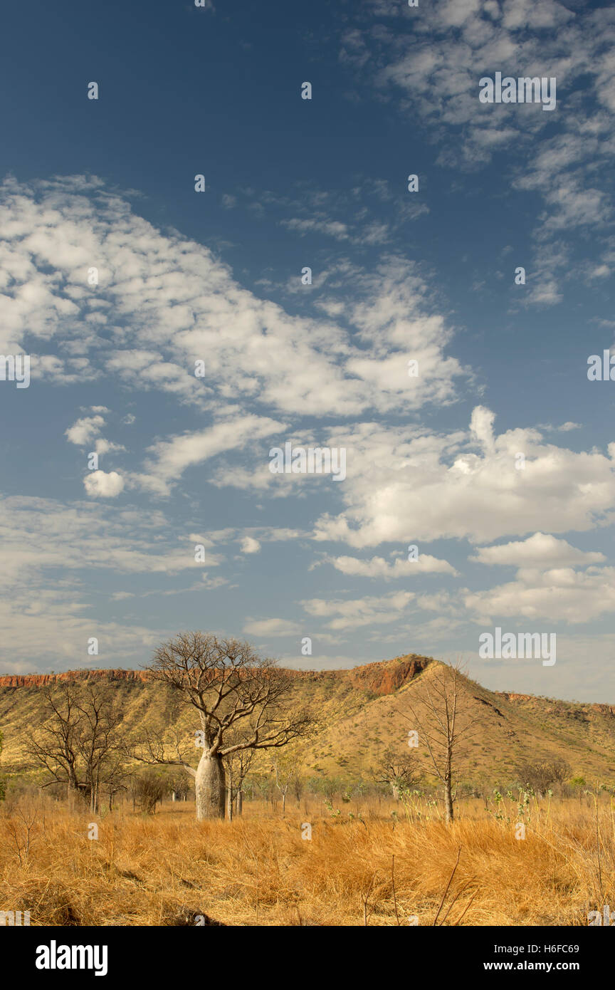 Boab trees in the Kimberley, Western Australia Stock Photo - Alamy