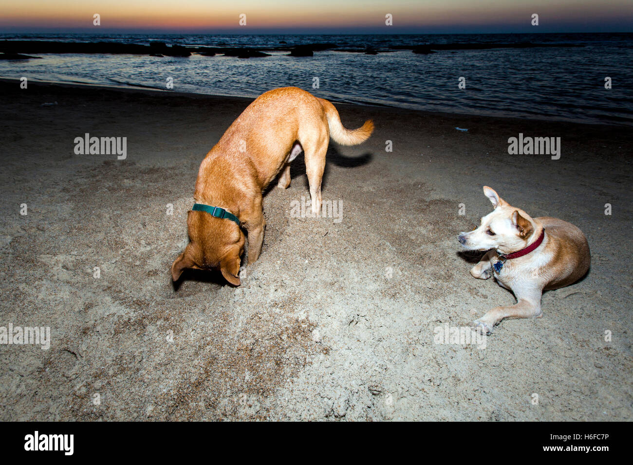 Two dogs digging in the sand on the beach at dusk Stock Photo - Alamy