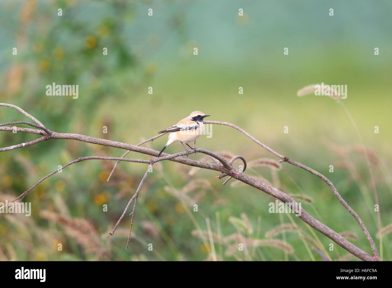 Desert Wheatear (Oenanthe deserti) male in Japan Stock Photo - Alamy
