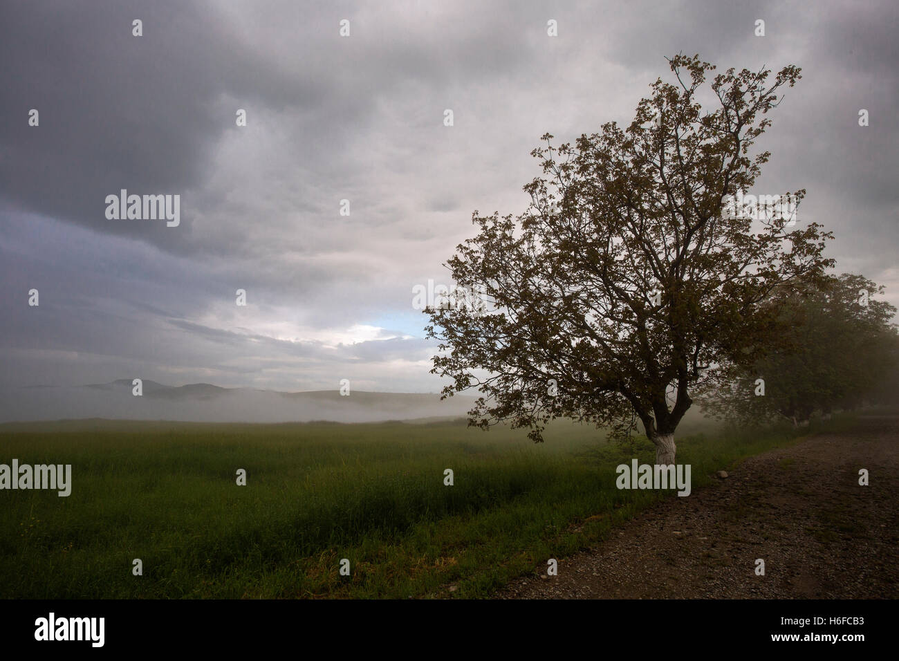 Trees in the fog Stock Photo - Alamy