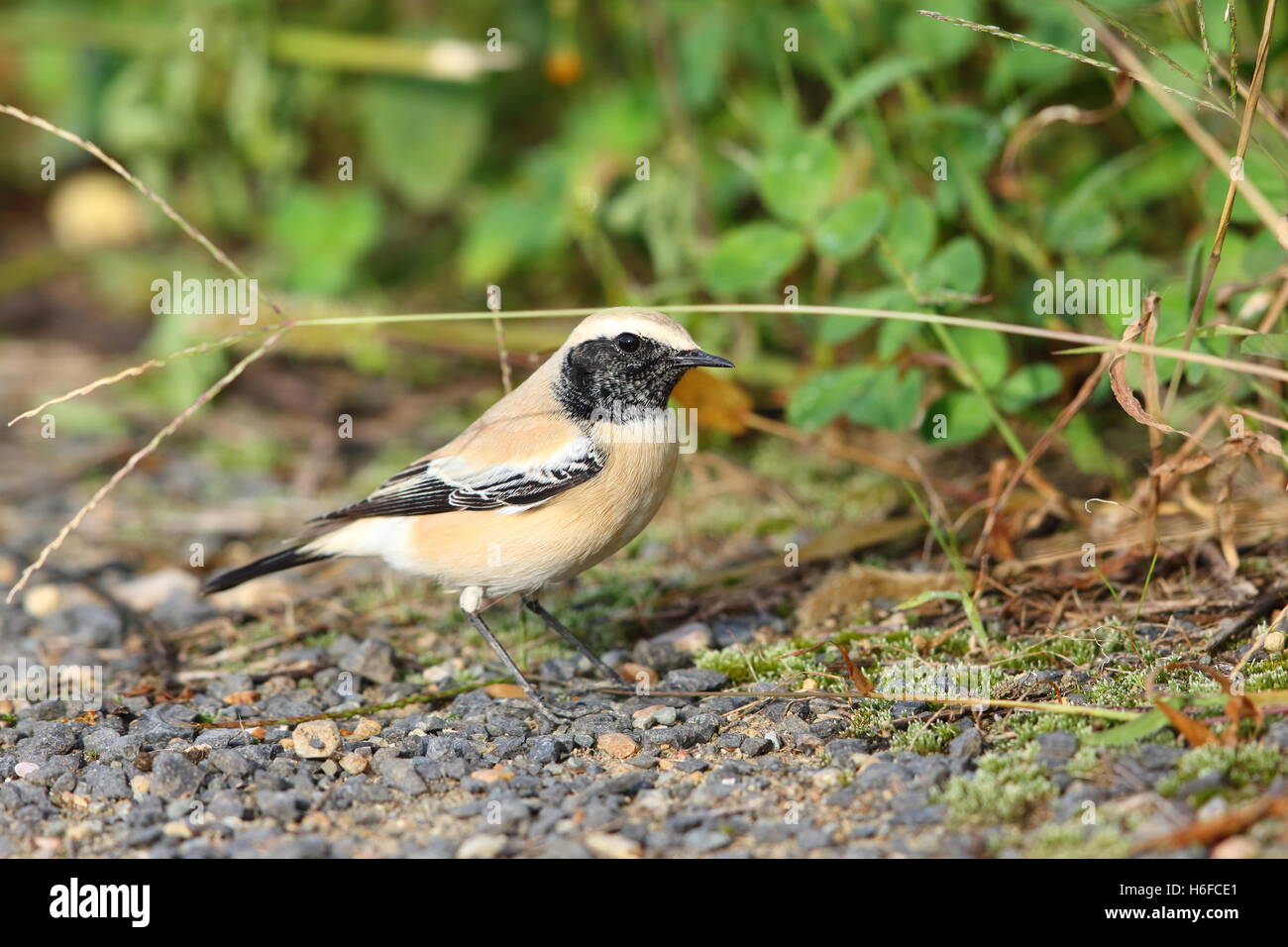 Desert Wheatear (Oenanthe deserti) male in Japan Stock Photo - Alamy