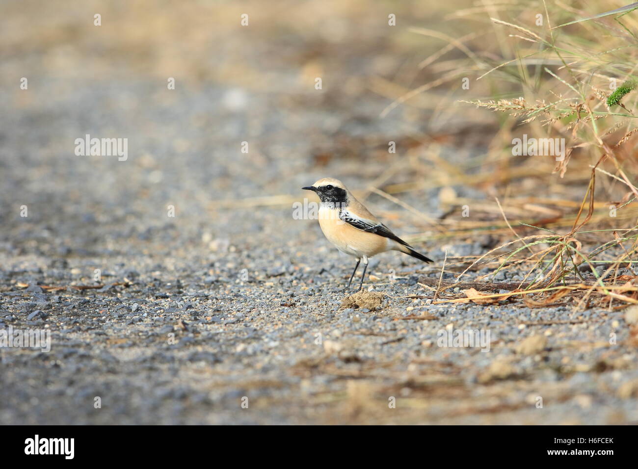 Desert Wheatear (Oenanthe deserti) male in Japan Stock Photo - Alamy