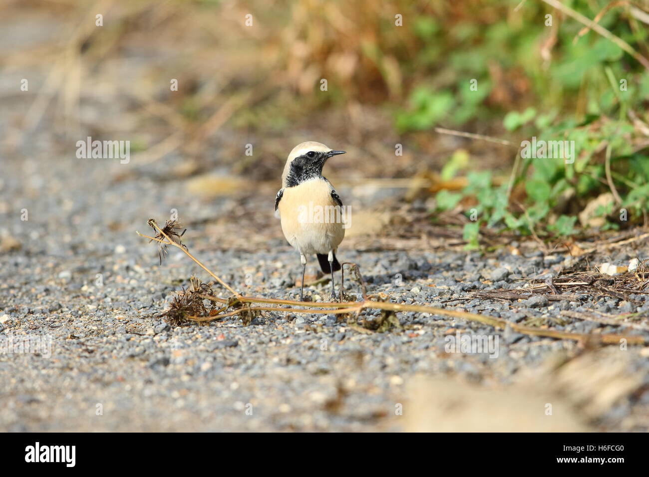 Desert Wheatear (Oenanthe deserti) male in Japan Stock Photo - Alamy