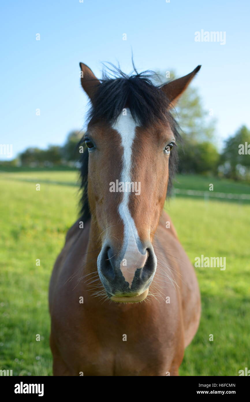Horse pony head hi-res stock photography and images - Alamy