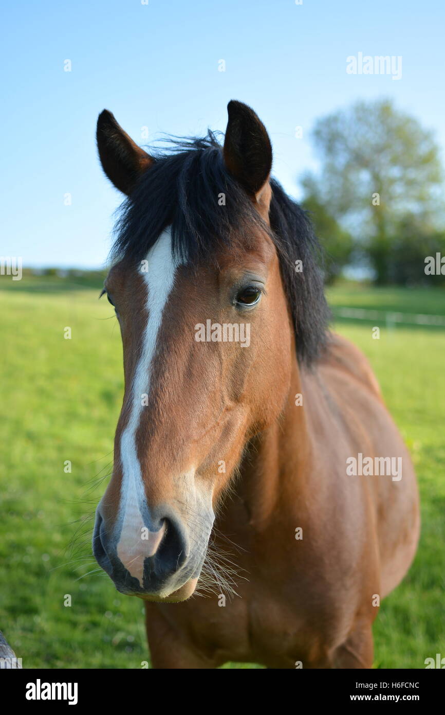 horse pony portrait Stock Photo - Alamy