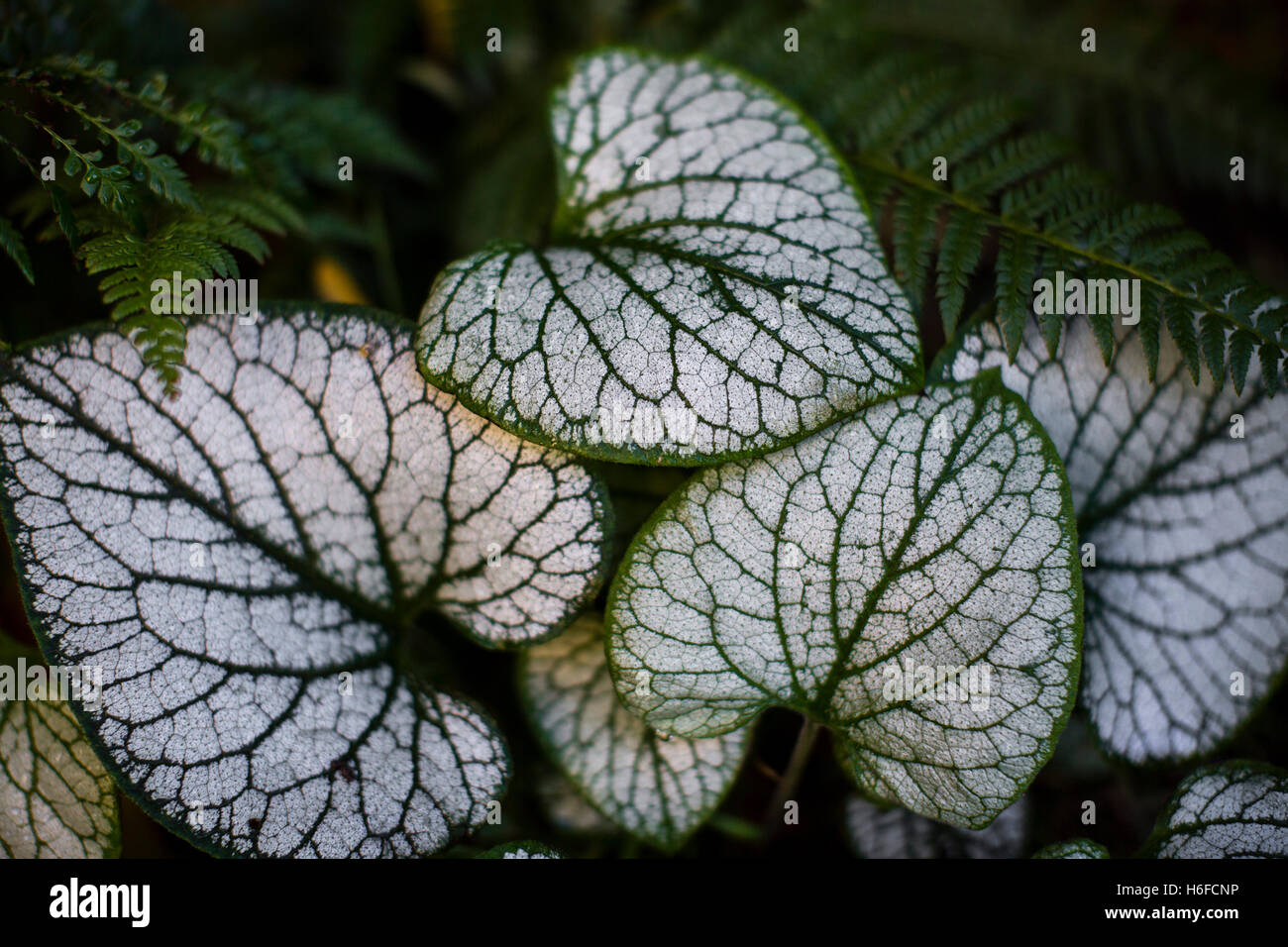 Mottled leaves hi-res stock photography and images - Alamy