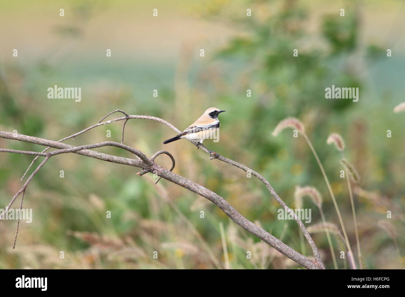 Desert Wheatear (Oenanthe deserti) male in Japan Stock Photo - Alamy