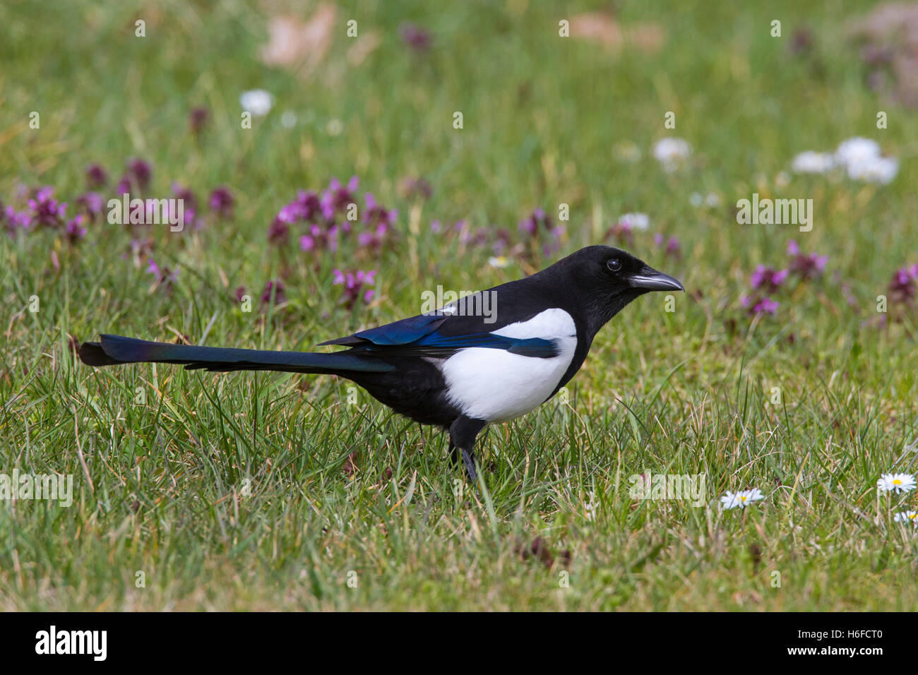 Eurasian magpie / common magpie (Pica pica) foraging in meadow Stock ...