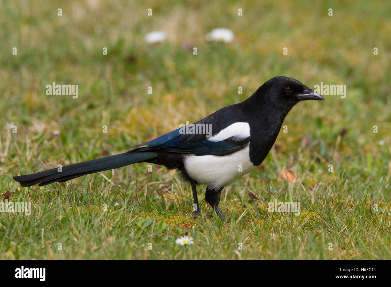 Eurasian magpie / common magpie (Pica pica) foraging in meadow Stock ...