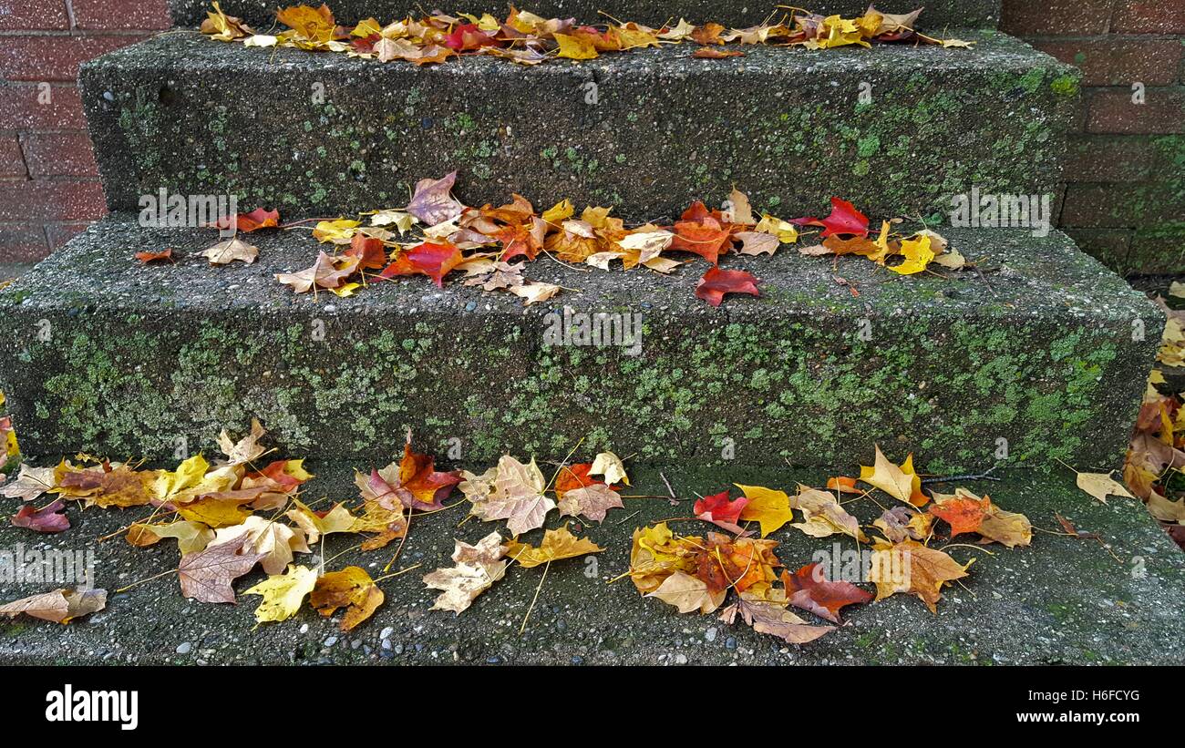 Fall maple hi-res stock photography and images - Alamy