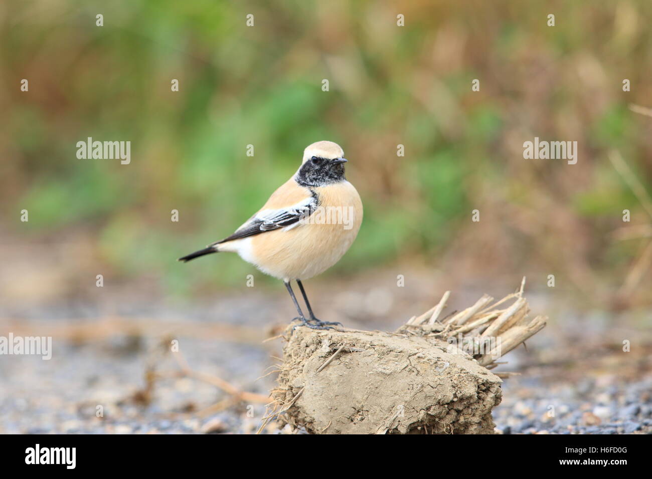 Desert Wheatear (Oenanthe deserti) male in Japan Stock Photo - Alamy