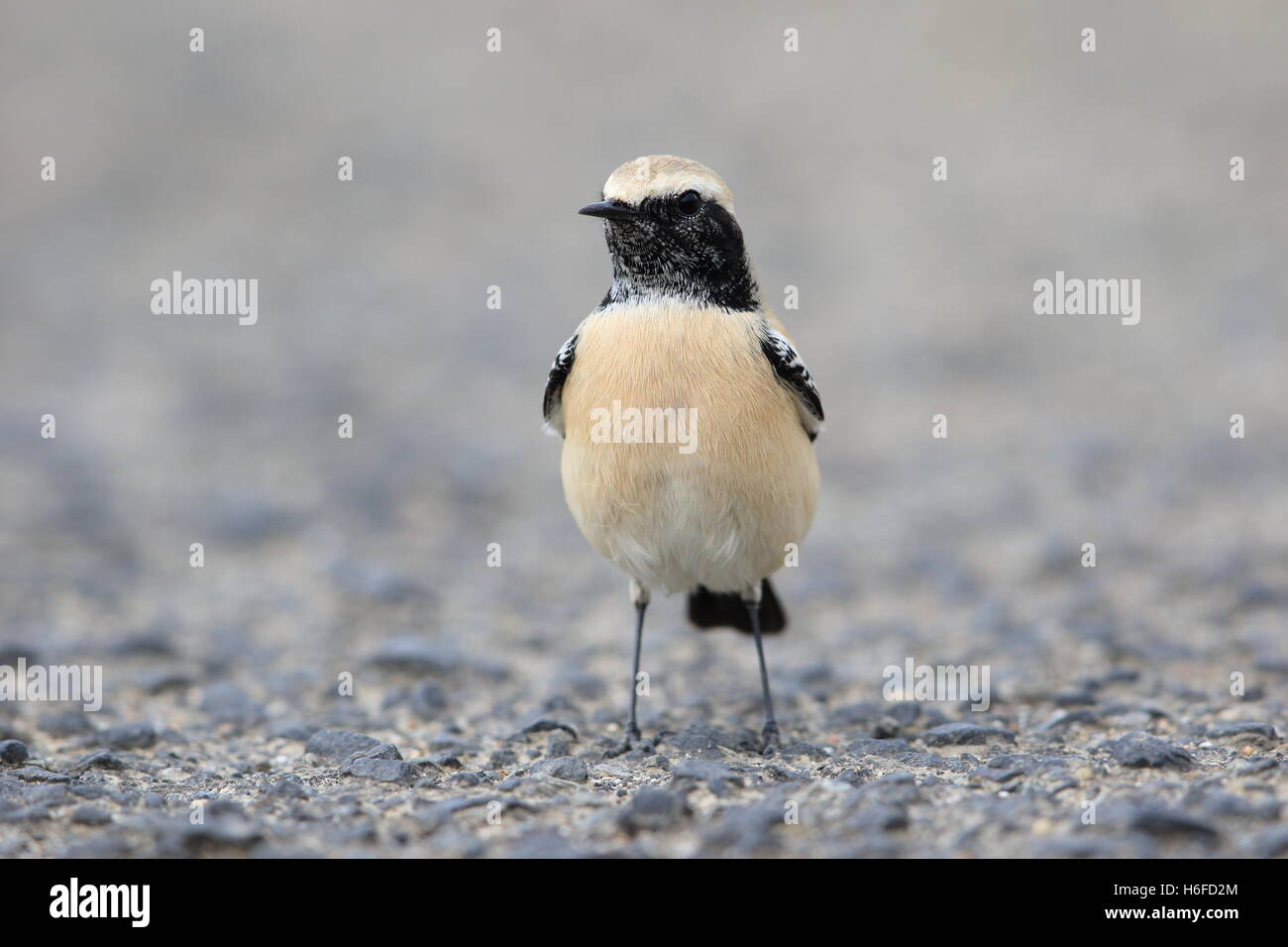 Desert Wheatear (Oenanthe deserti) male in Japan Stock Photo - Alamy