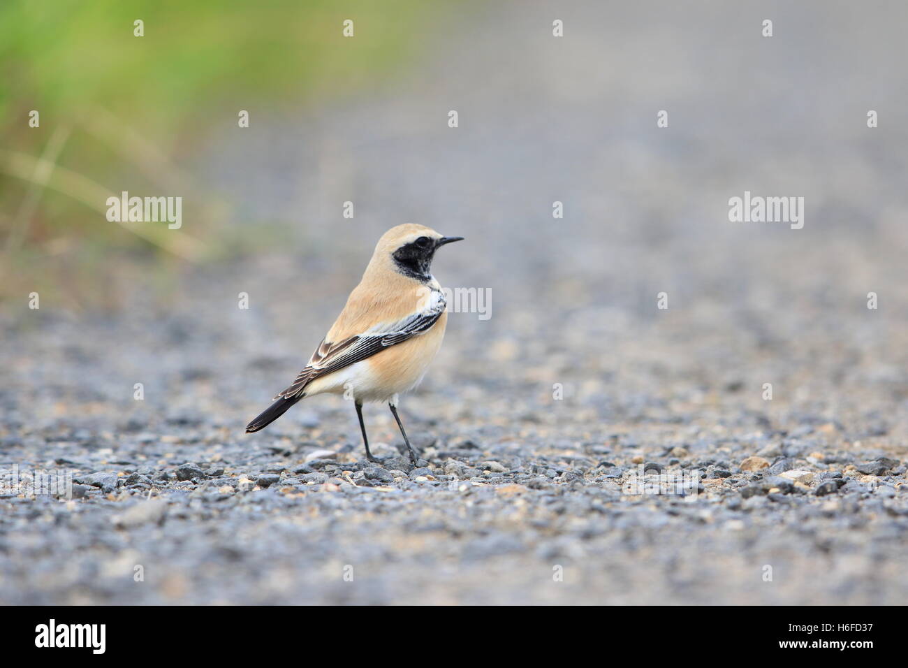Desert Wheatear (Oenanthe deserti) male in Japan Stock Photo - Alamy