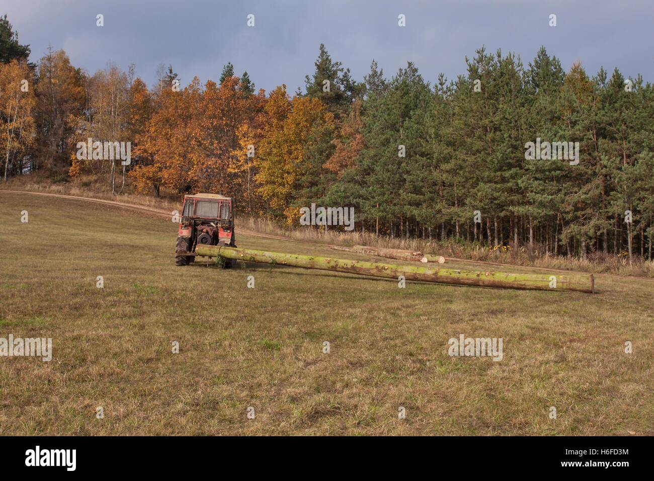 Tractor pulls the fallen tree. Working in the forest. Tractor is ...