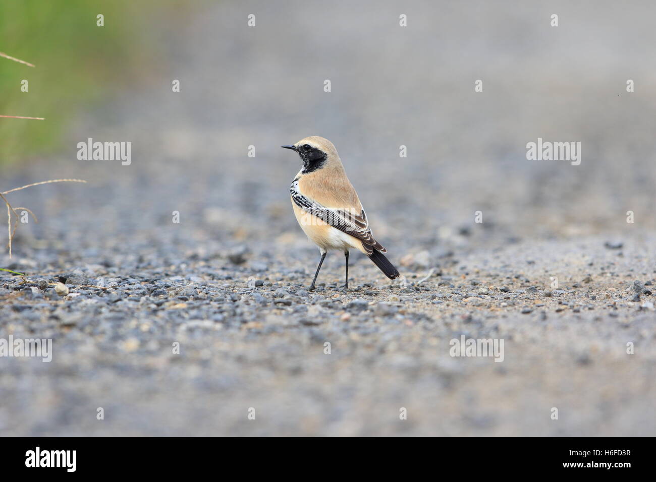 Desert Wheatear (Oenanthe deserti) male in Japan Stock Photo - Alamy