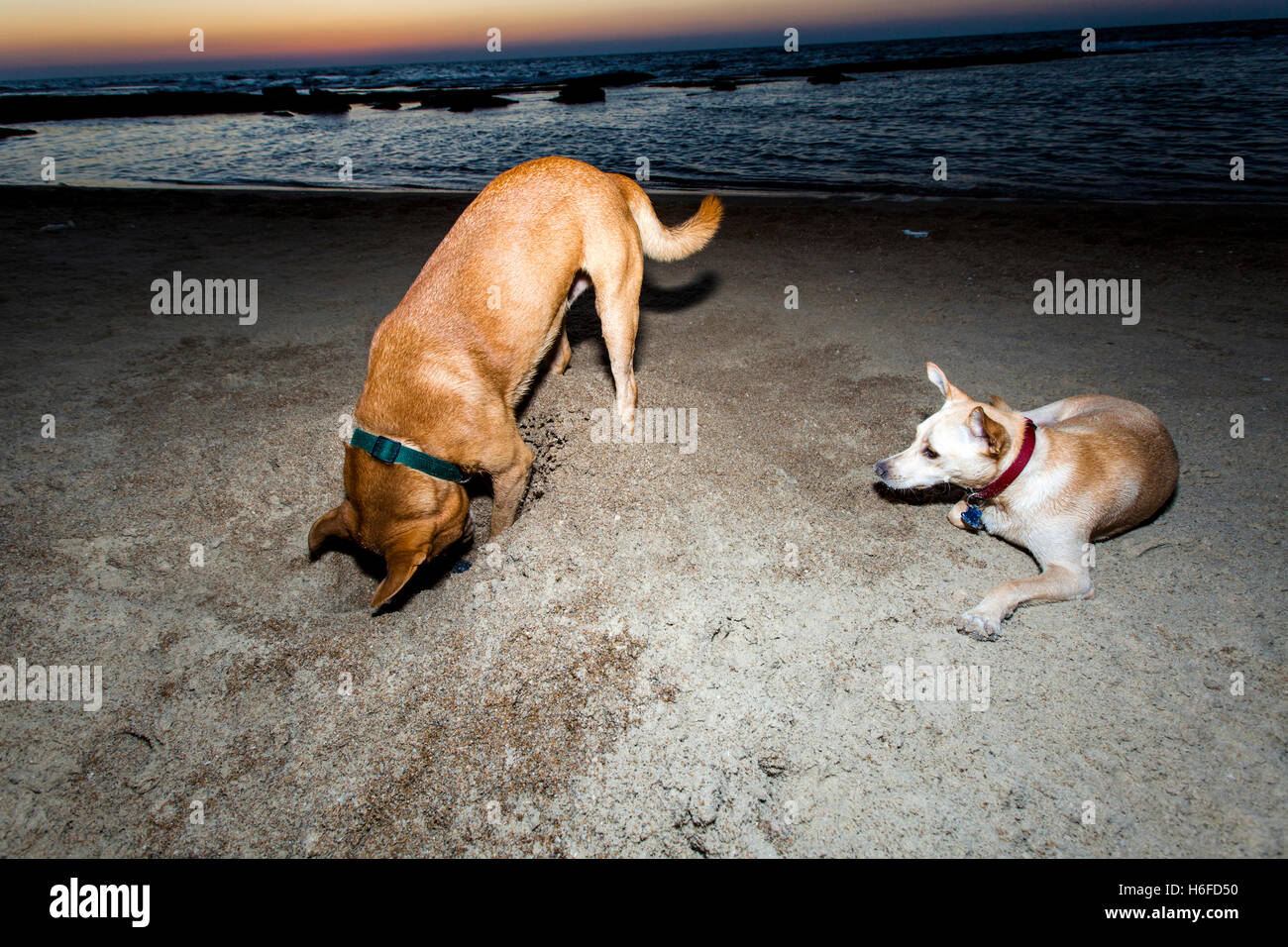 Two dogs digging in the sand on the beach at dusk Stock Photo - Alamy
