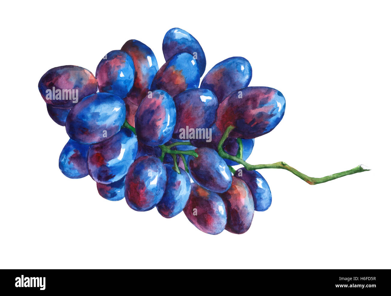 Bunch of black fresh grapes. Hand drawn watercolor painting on white ...