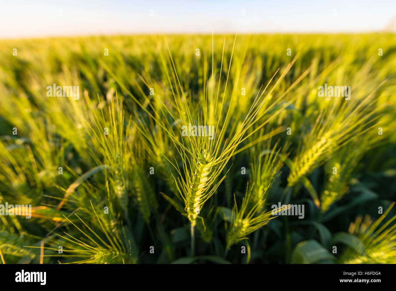 Bushel of wheat hi-res stock photography and images - Alamy
