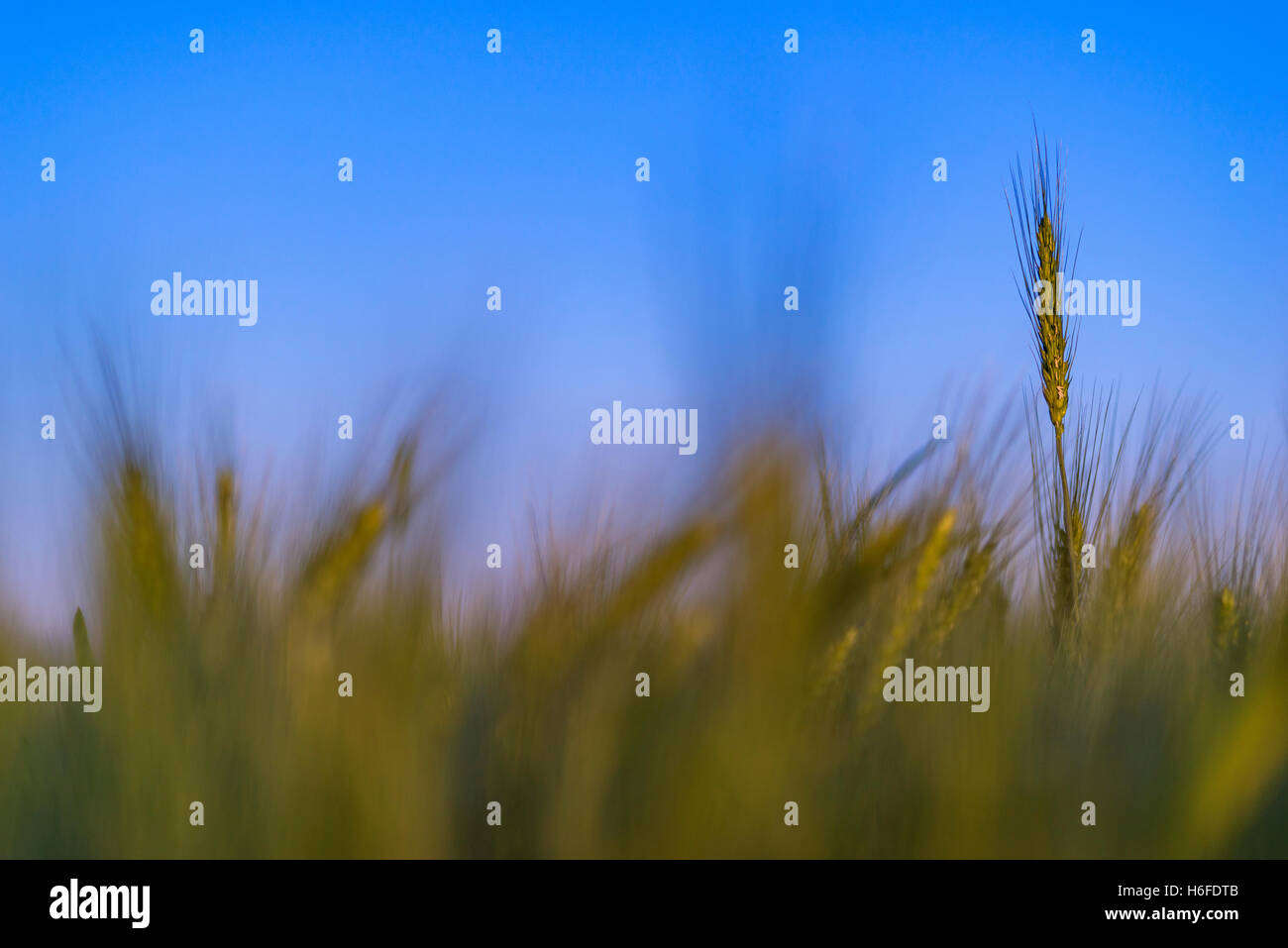 Wheat head hi-res stock photography and images - Alamy