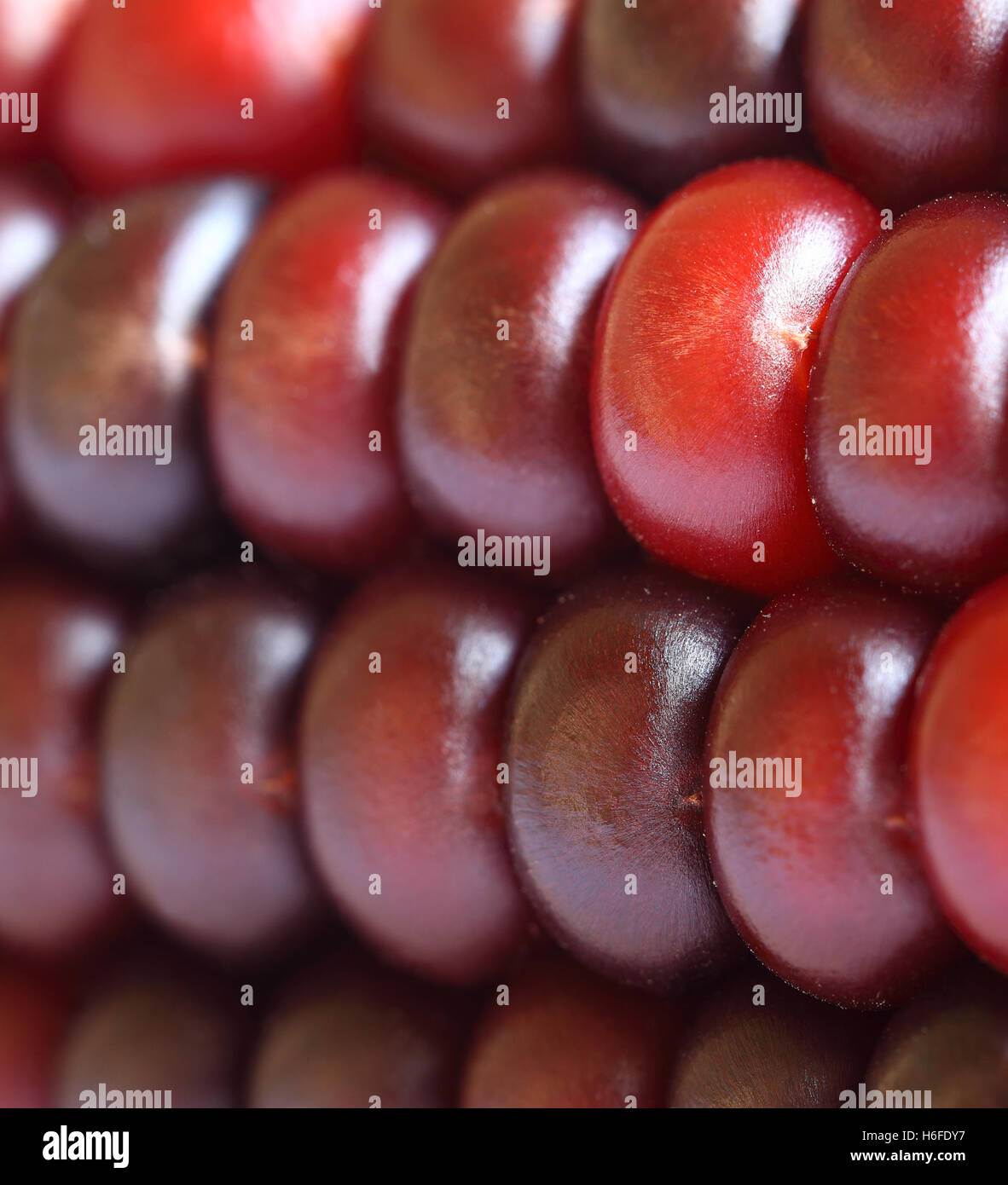 Heirloom Red Corn Stock Photo - Alamy