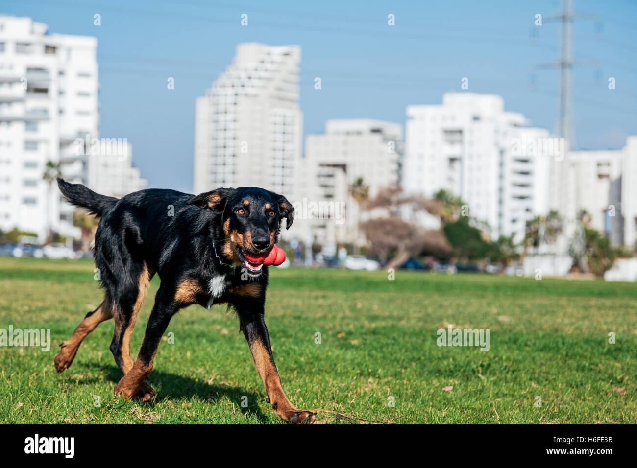 Beauceron with Australian Shepherd dog running after a toy in the park ...