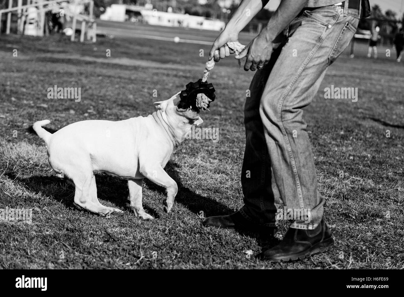 Human playing with a dog Black and White Stock Photos & Images - Alamy