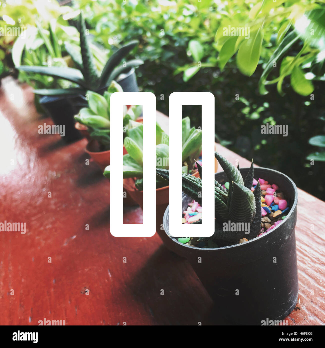 Gardnen plant hi-res stock photography and images - Alamy