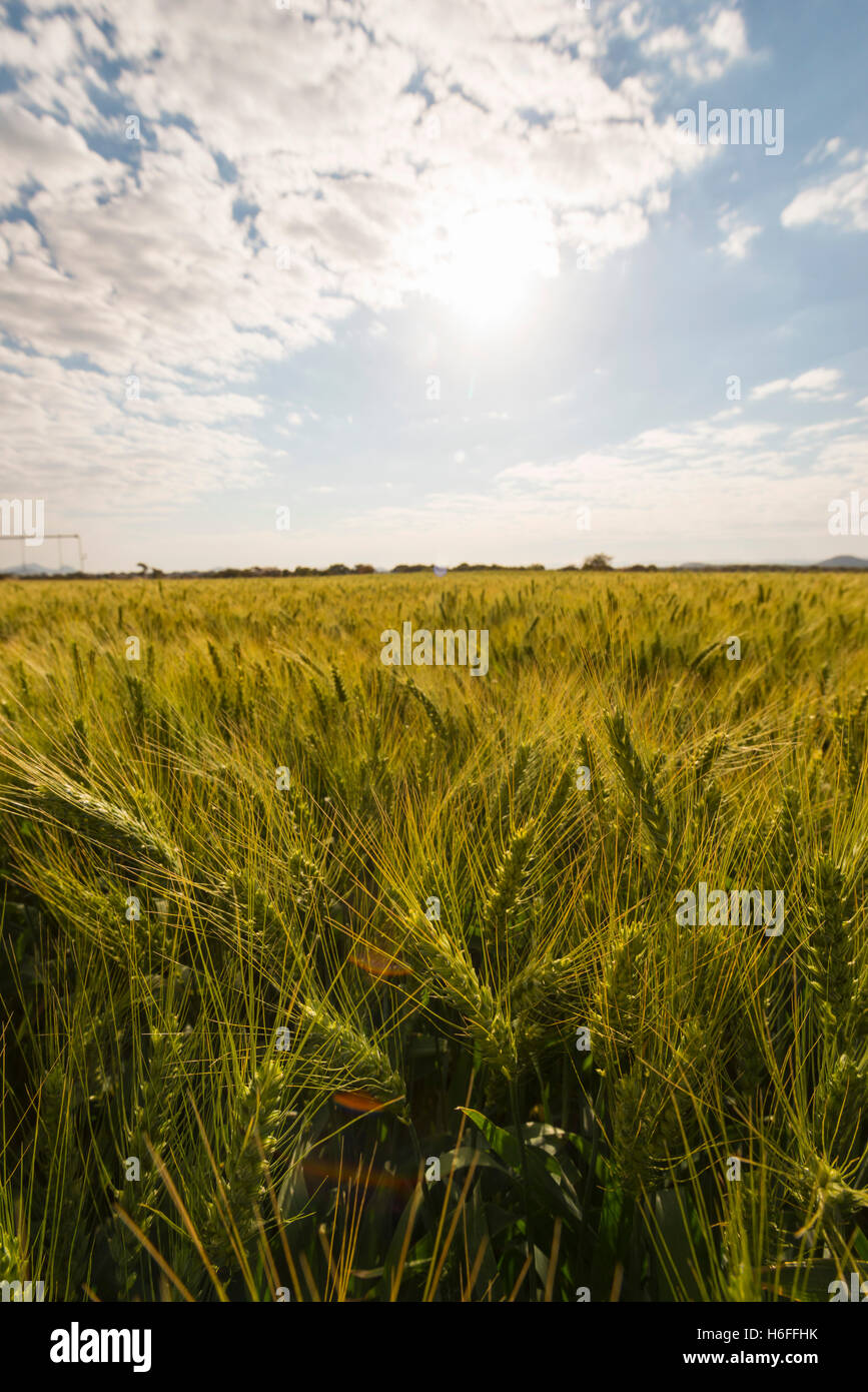 Tilling the head hi-res stock photography and images - Alamy