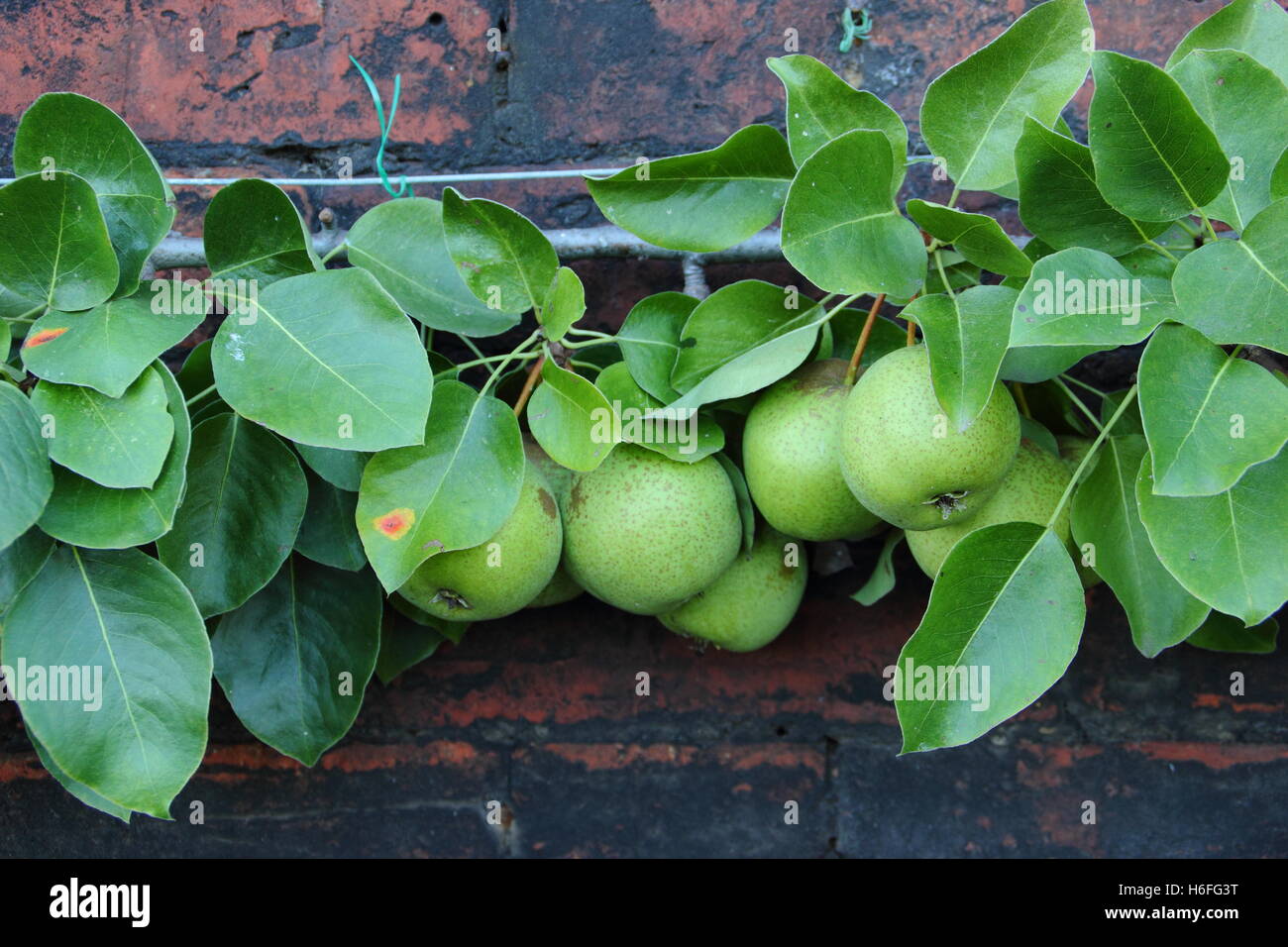 Espalier gardening hi-res stock photography and images - Alamy