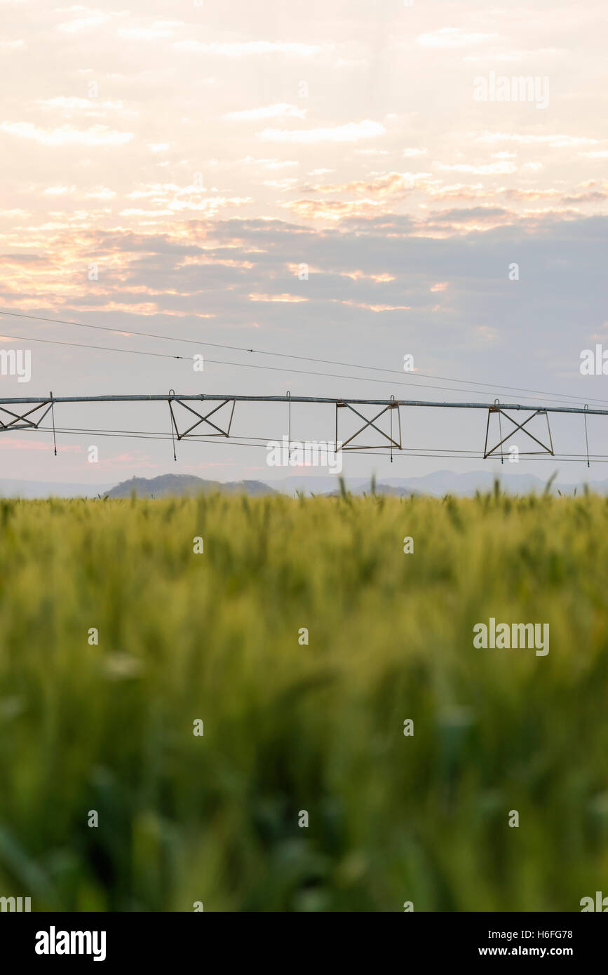 Pivot feeding hi-res stock photography and images - Alamy