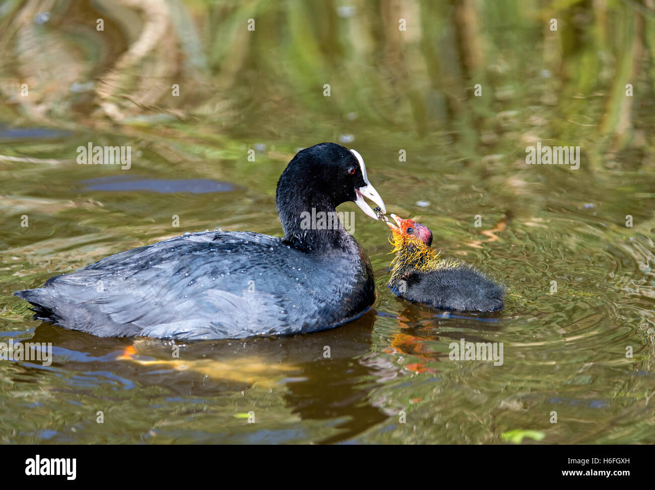 Eurasian Coot (Fulica atra) feeding chick, South Holland, The ...