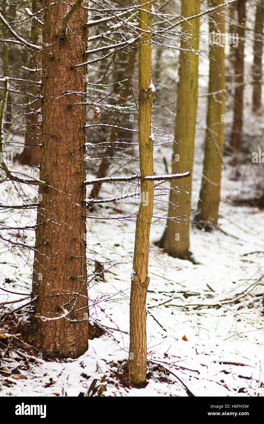 Winter in the woods, Yorkshire England Stock Photo - Alamy
