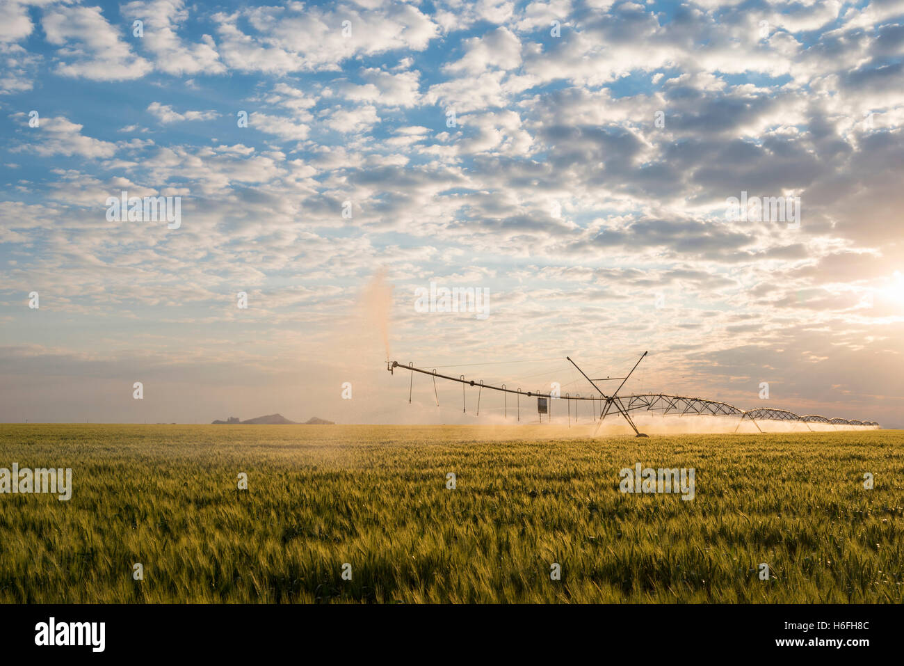 Water intensive crops hi-res stock photography and images - Alamy