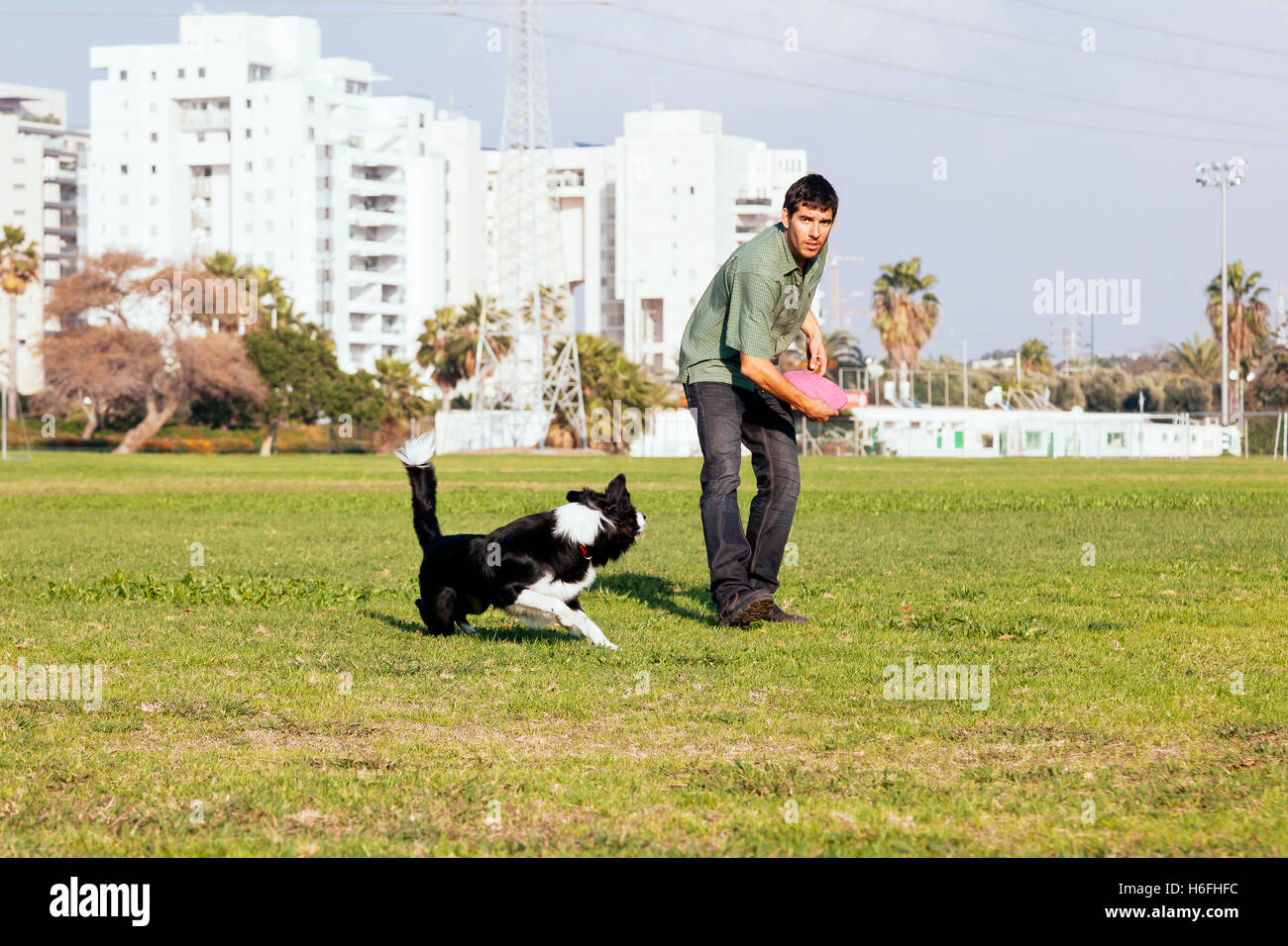 A Border Collie dog having fun playing a game of frisbee with his owner ...