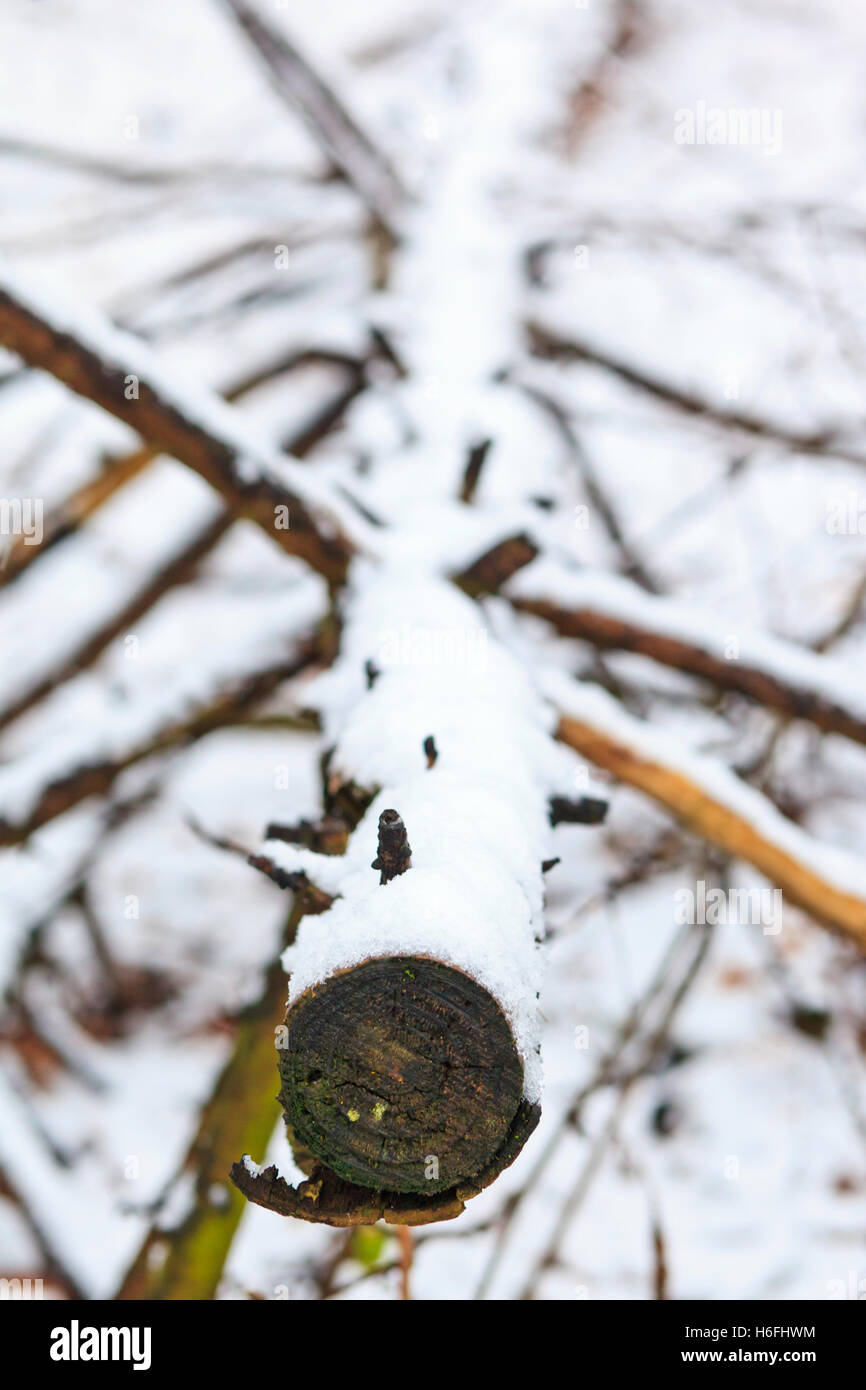 Wintry Woods High Resolution Stock Photography and Images - Alamy