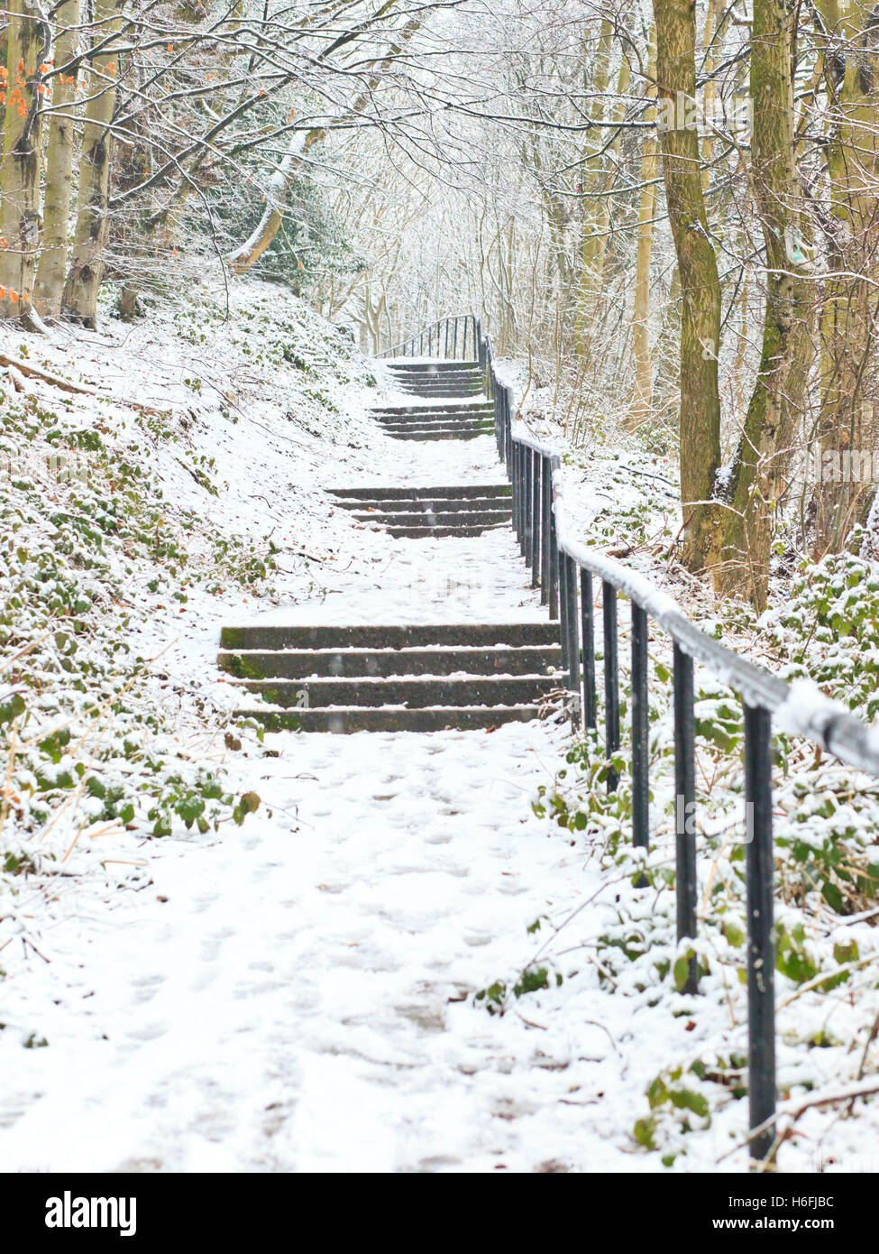Snow covered steps in woods, Yorkshire, England Stock Photo - Alamy