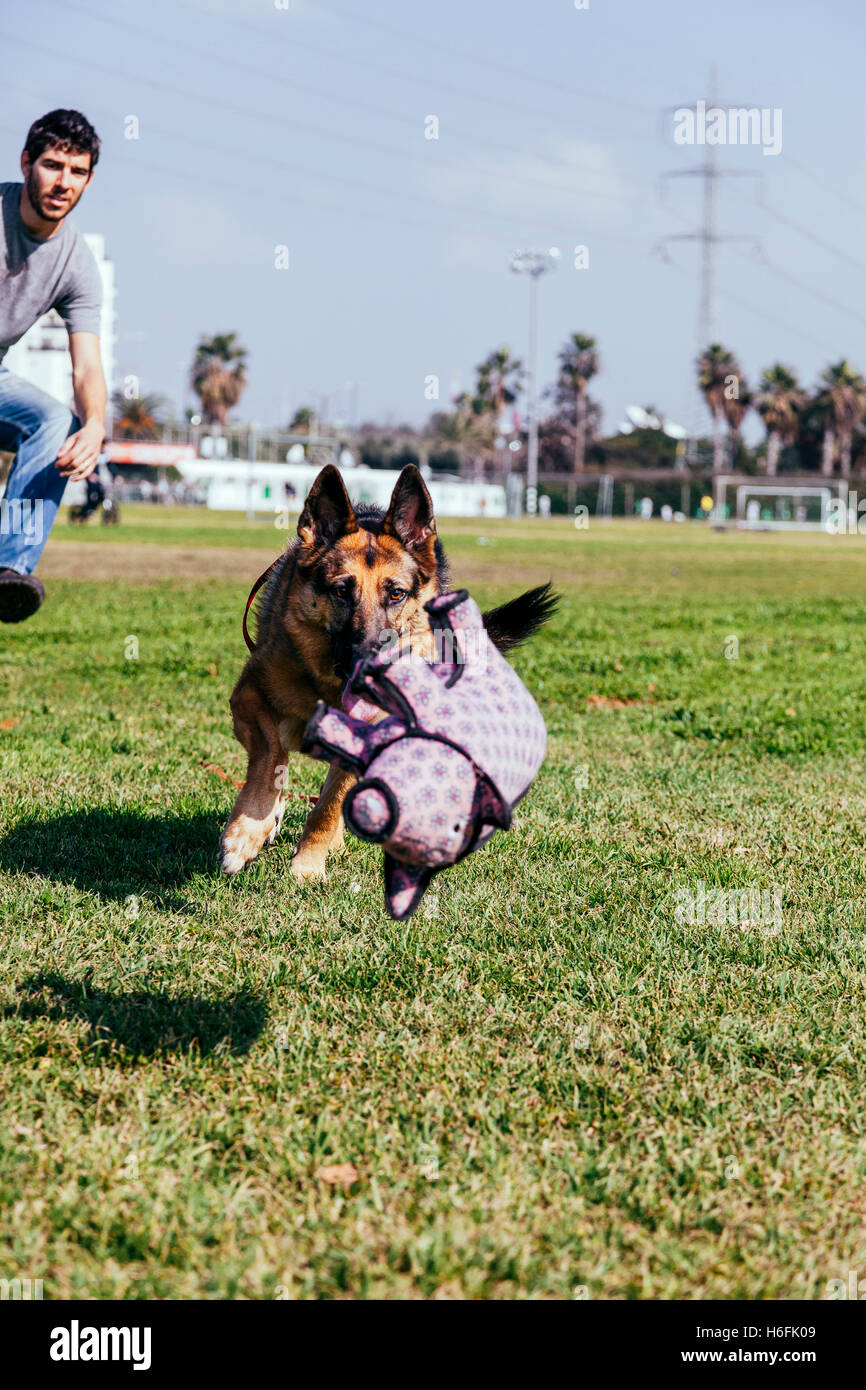 A female German Shepherd dog playing fetch with her owner/trainer on a ...
