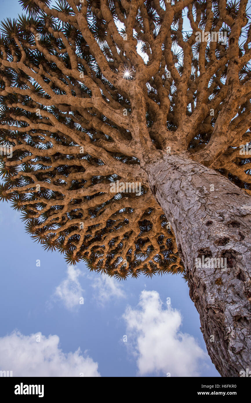 dragon blood tree, dracaena cinnabari, on an island of Socotra Stock ...