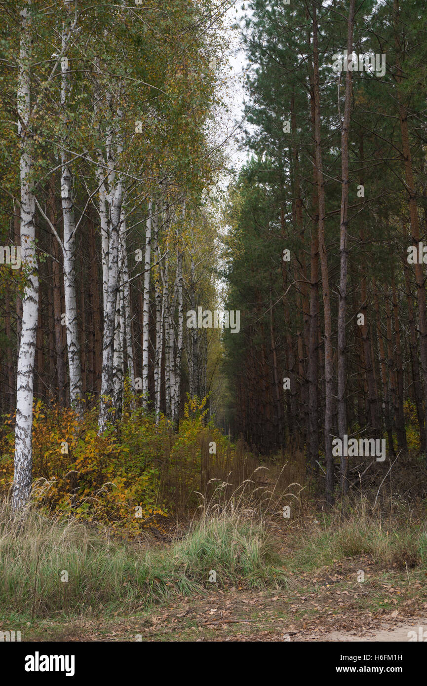 Autumn in the forest. Birch and pine trees planted in rows. Forest ...