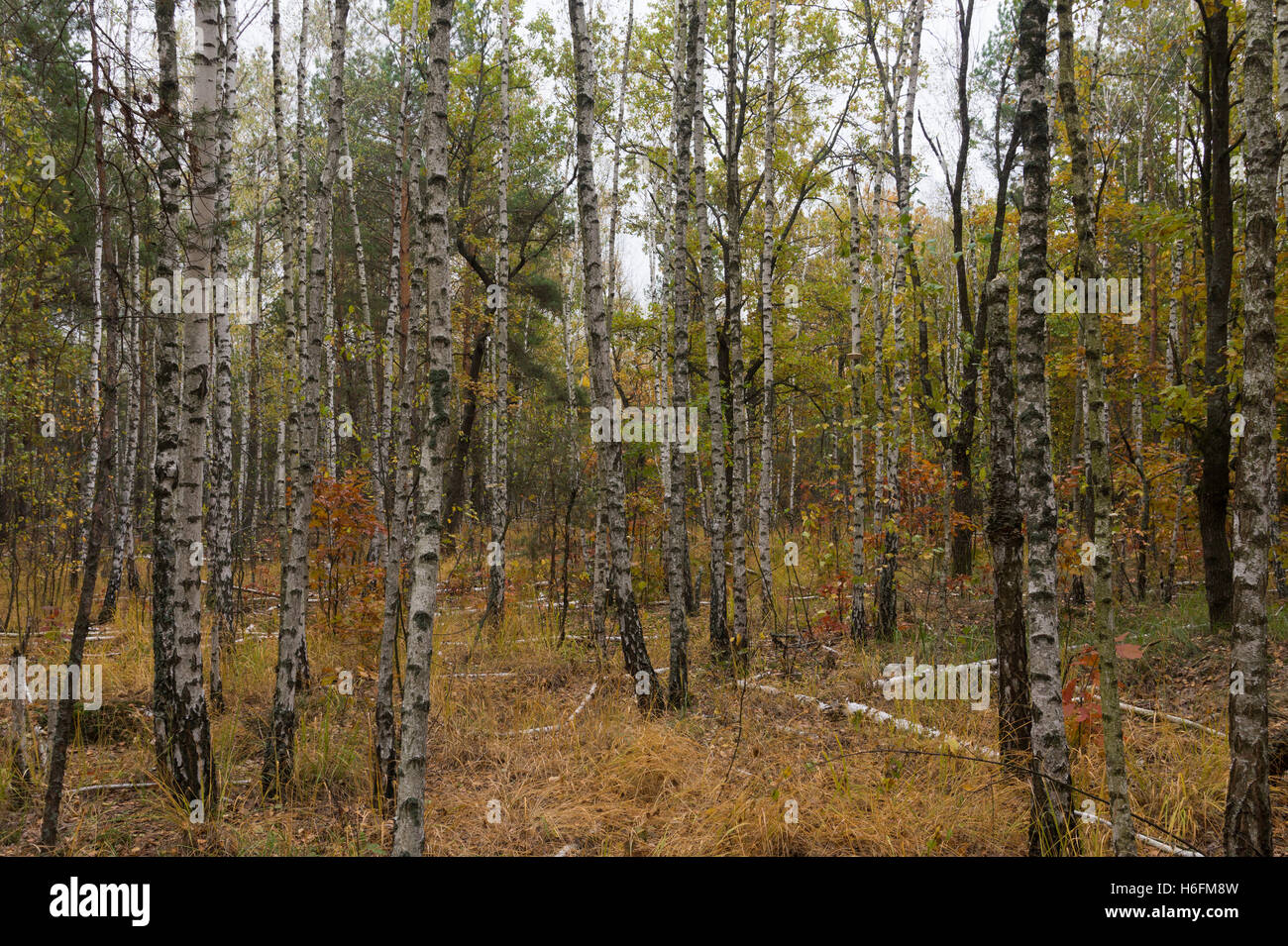 Autumn in the birch grove. Yellow fallen leaves Stock Photo - Alamy