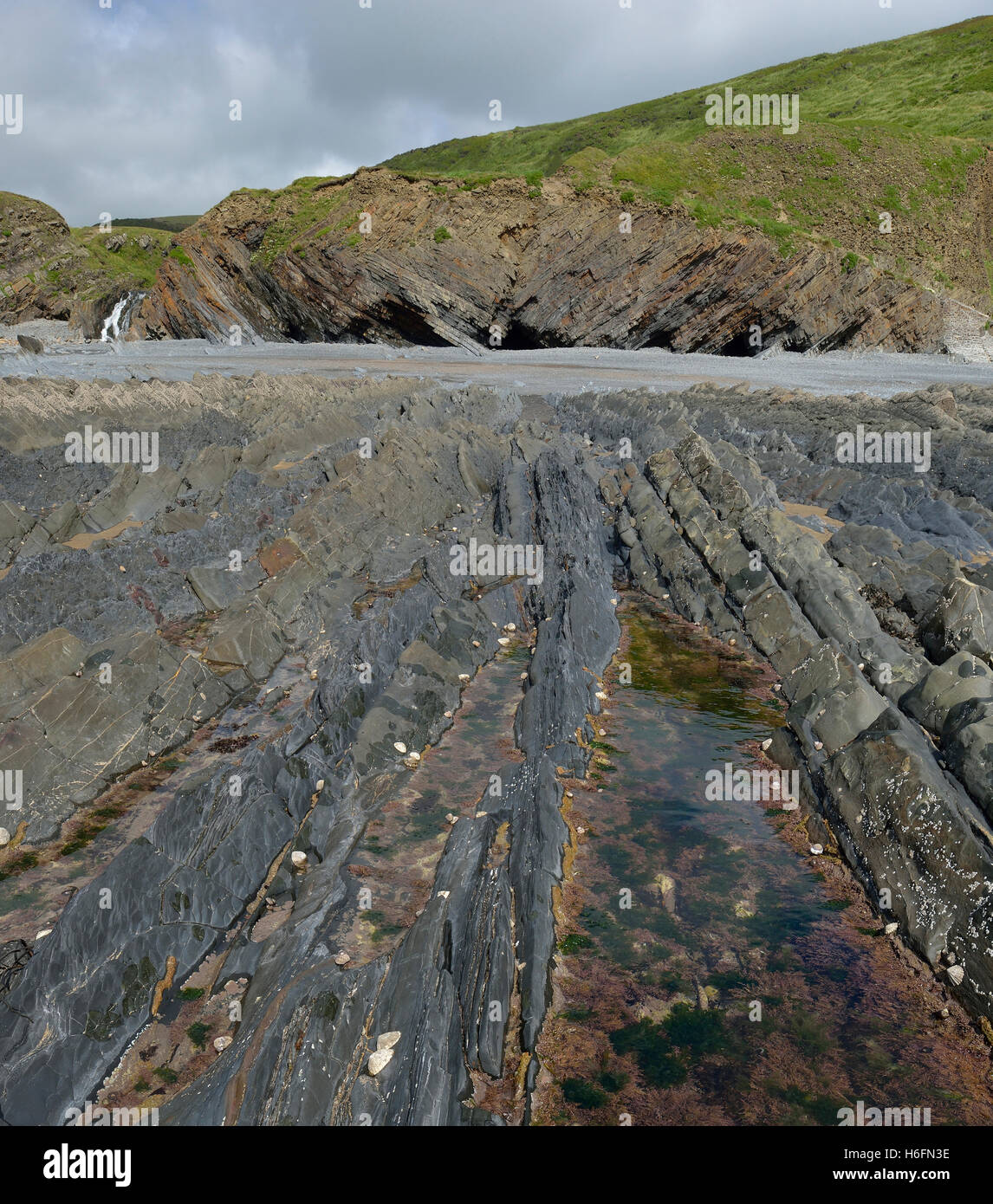 Sharp Dip in Folded Rock Strata lead out to Sea, Welcombe Mouth Beach ...
