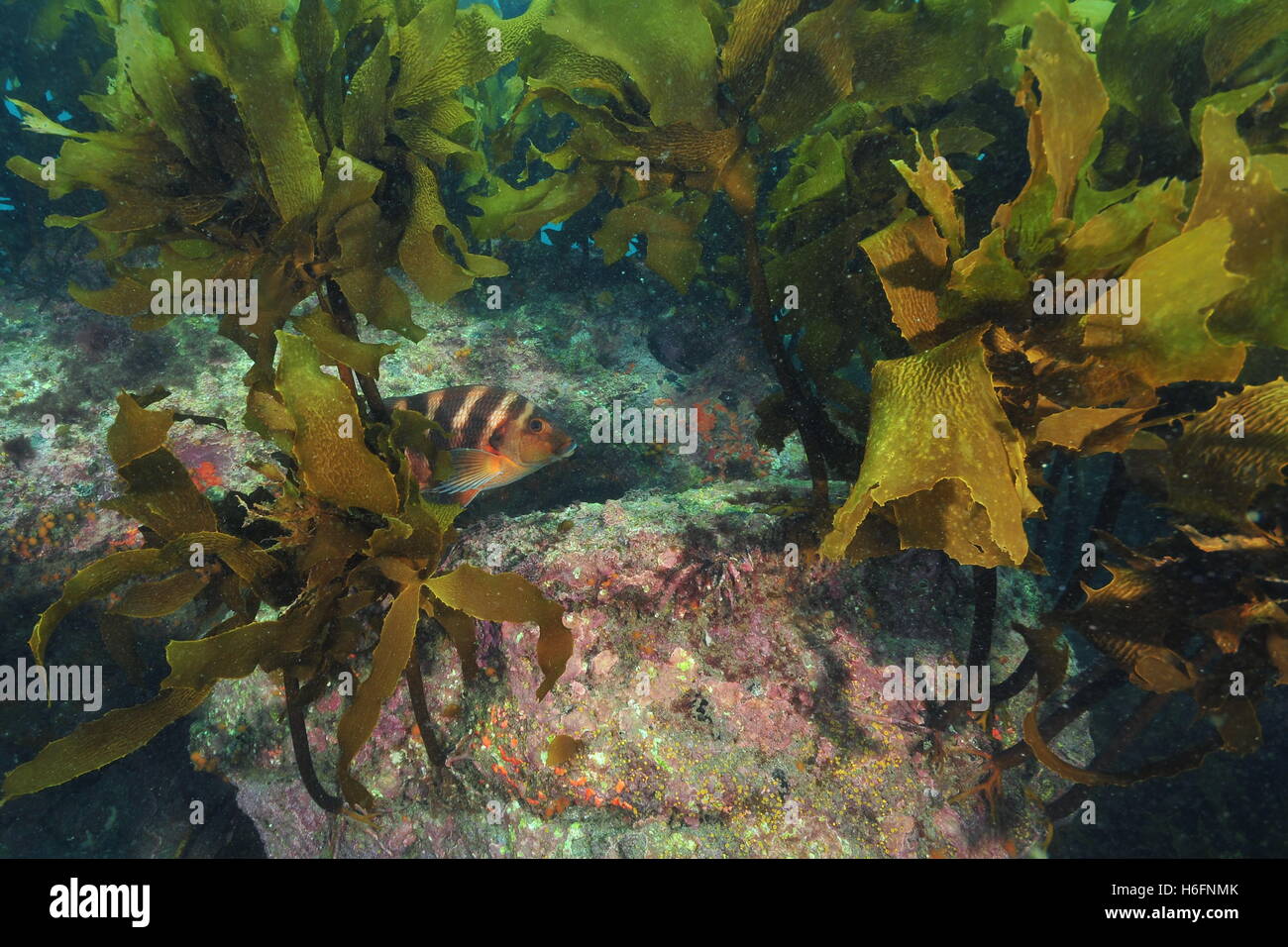 Hiding behind weed hi-res stock photography and images - Alamy