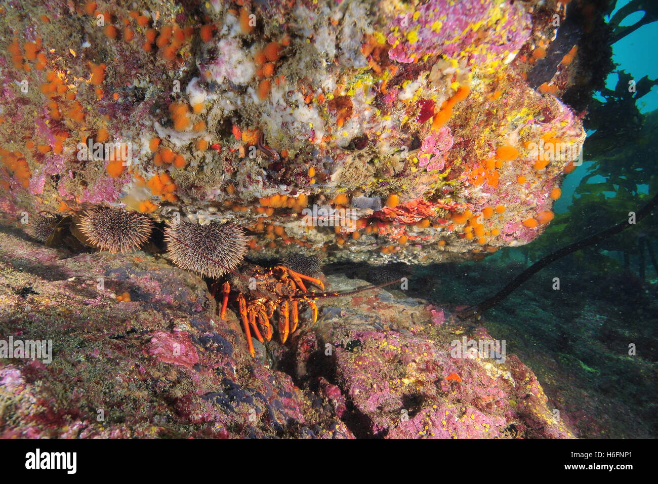 Spiny lobster under colorful overhang Stock Photo - Alamy