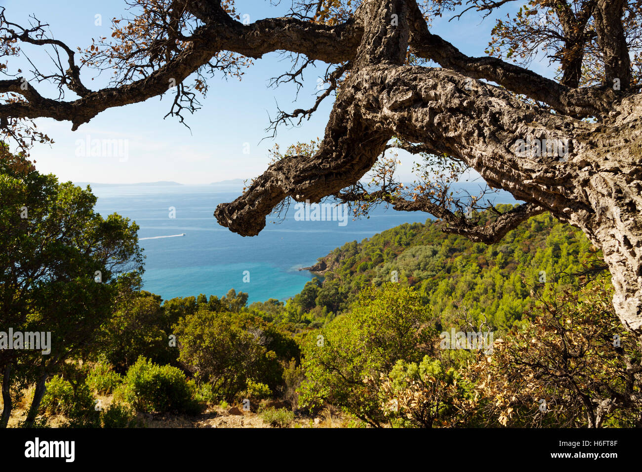 Mediterranean Sea and cork oak. Natural Park. Pointe du Trésor. Var ...
