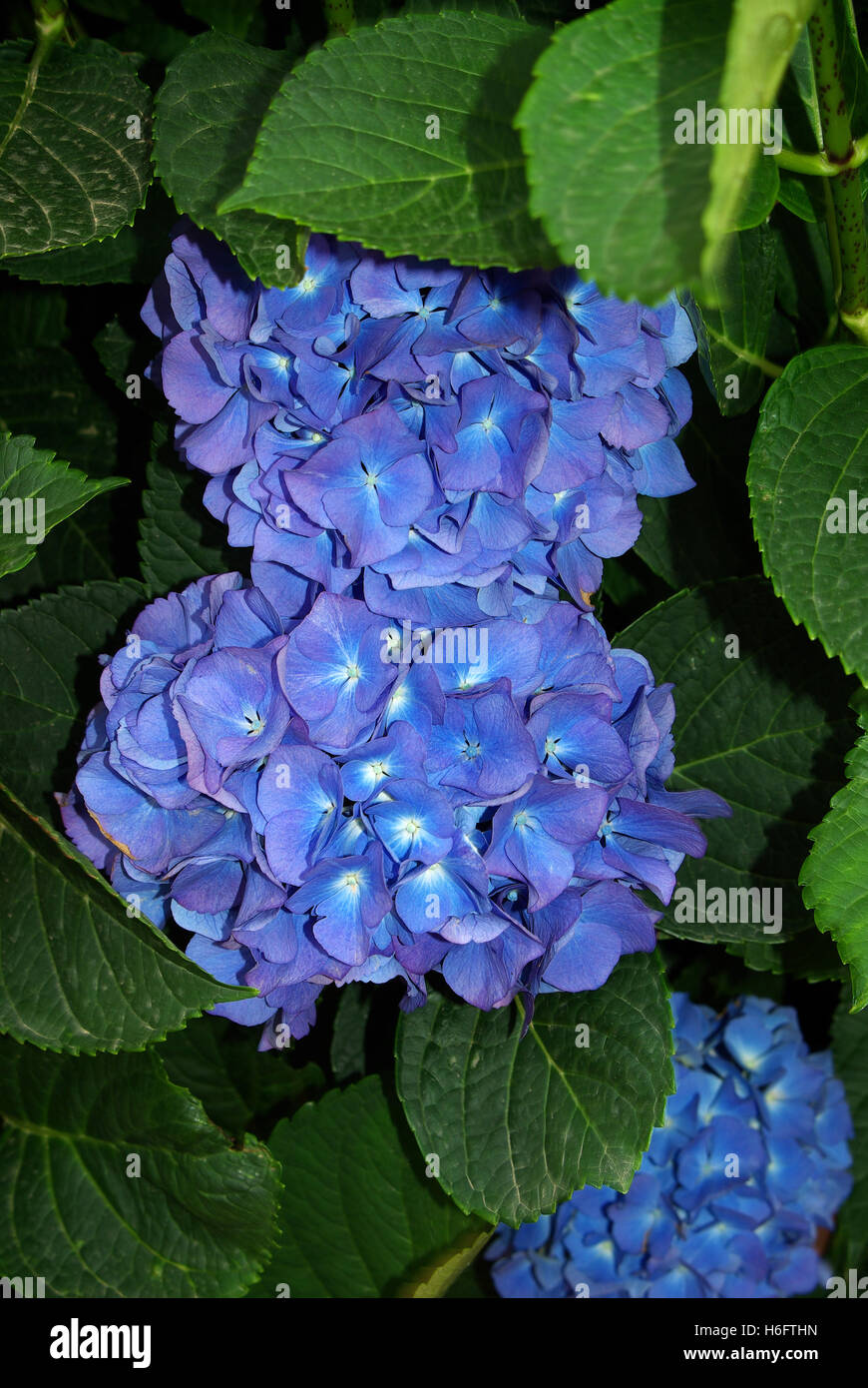 Blue hydrangea hortensia Stock Photo - Alamy