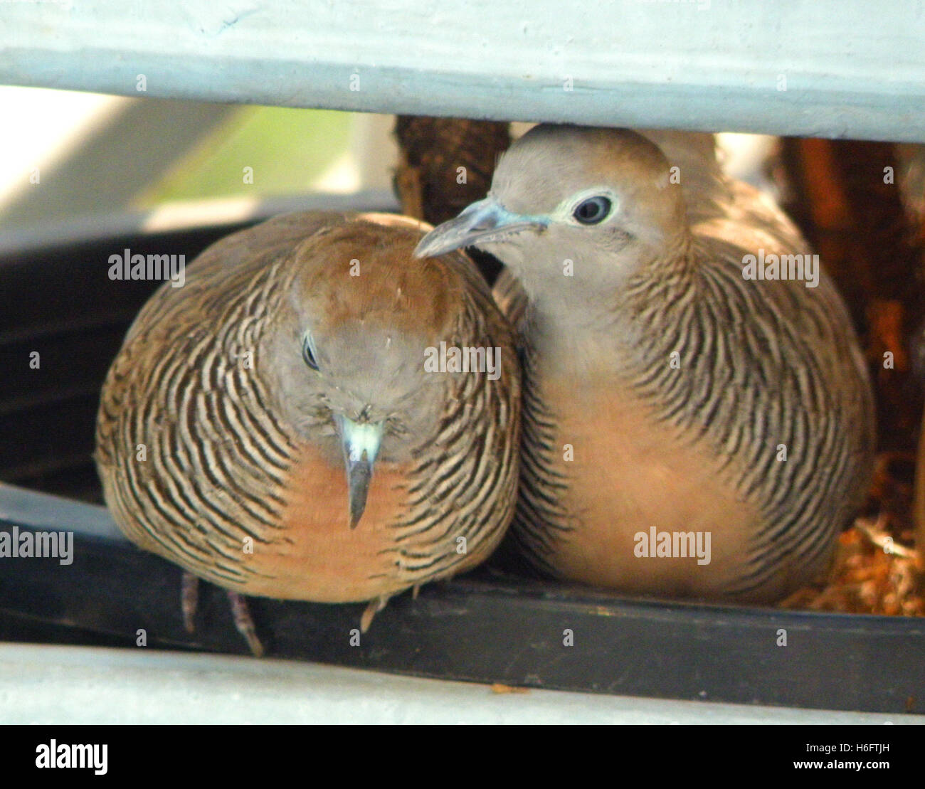 Wild Zebra Dove preening its mate at the balcony Stock Photo - Alamy