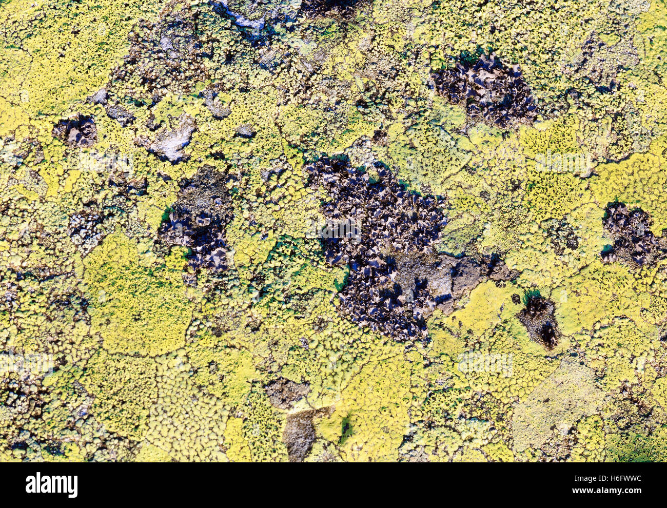 Yellow lichen on stone surface (macro, background Stock Photo - Alamy