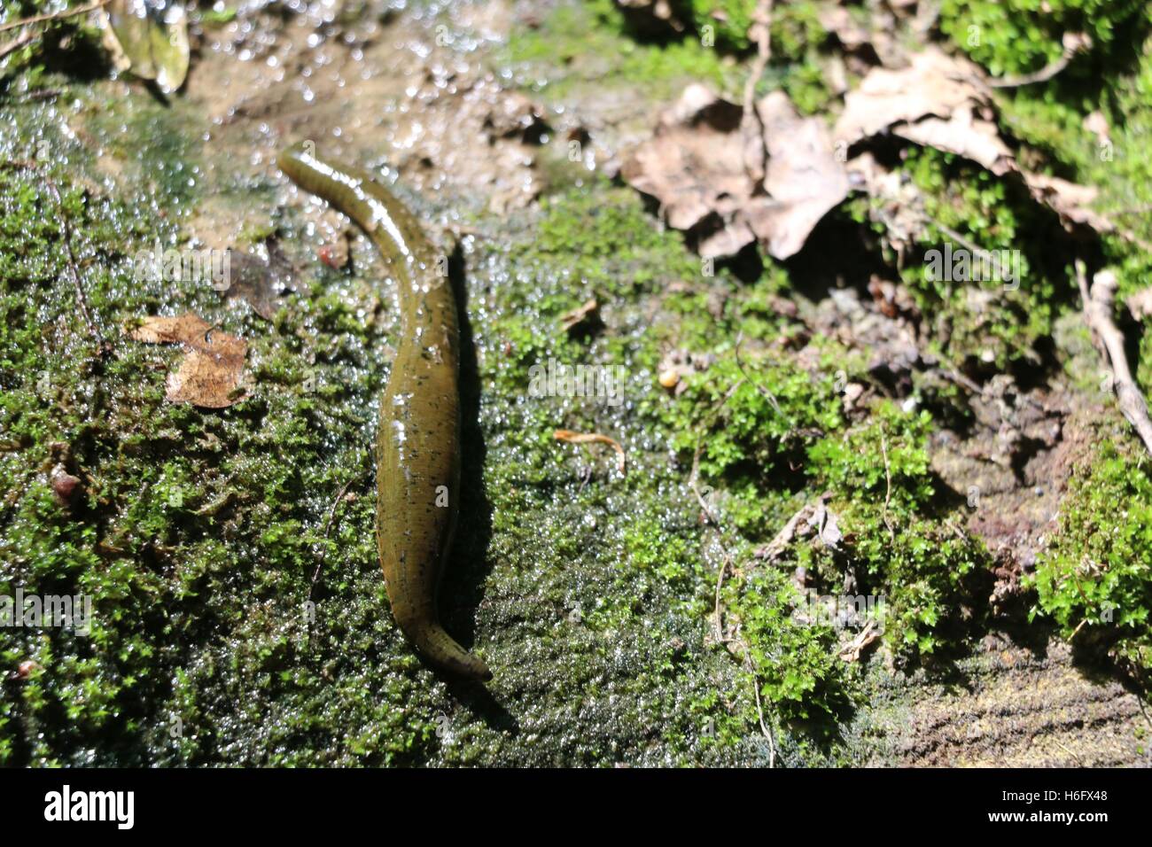 Leech available in high-resolution and several sizes to fit the needs ...